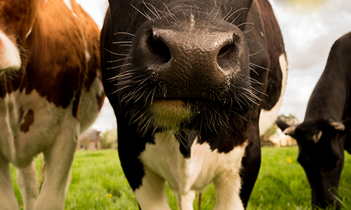 Dairy Revenue Protection (DRP) for the Northeast – Crop Growers